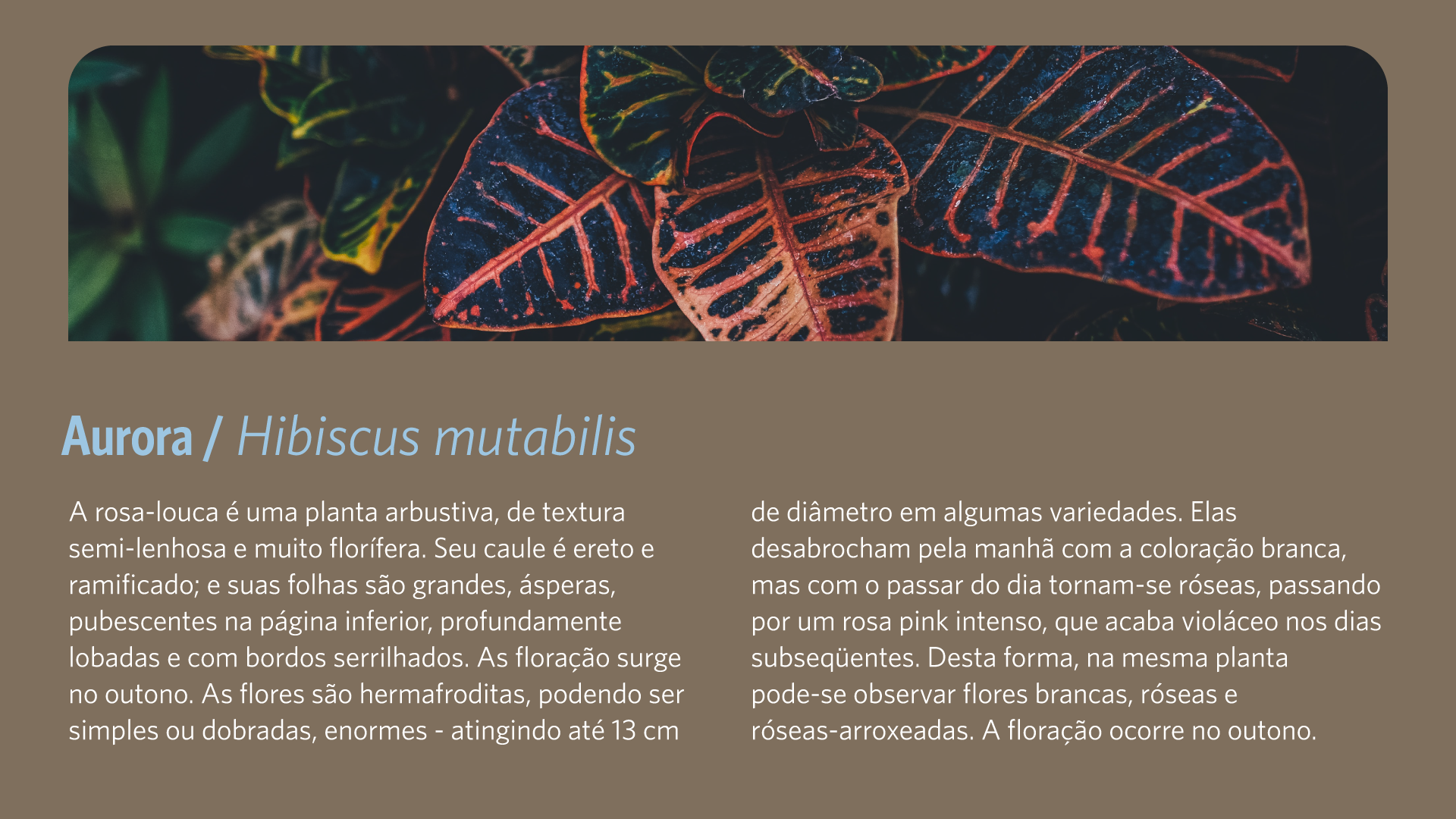 Daniel Lima Landscapes – Brand Identity – Vagner Godói / graphic design ...